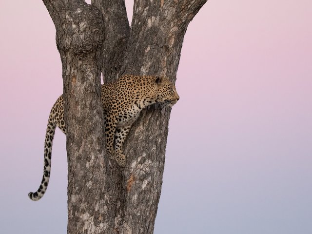 Londolozi - Luxury Safari Lodge | Londolozi Game Reserve