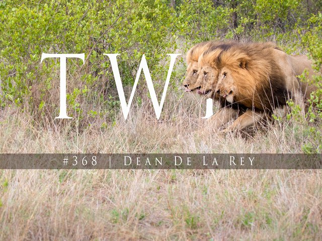 Londolozi - Luxury Safari Lodge | Londolozi Game Reserve