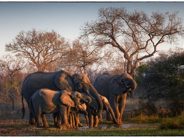 Londolozi - Luxury Safari Lodge | Londolozi Game Reserve