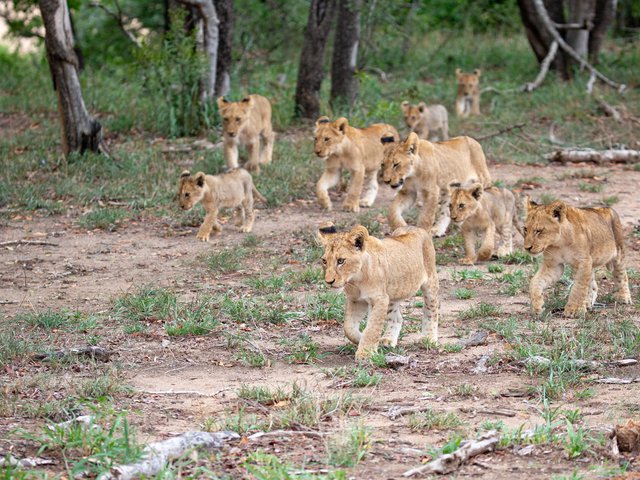 Londolozi - Luxury Safari Lodge | Londolozi Game Reserve