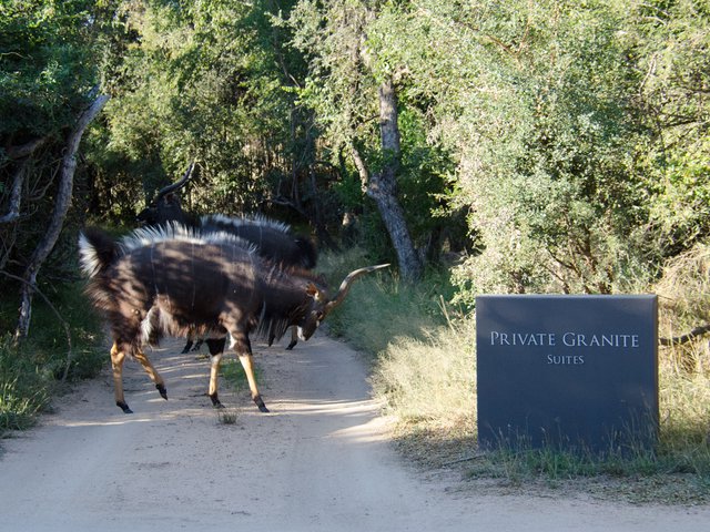 Londolozi - Kruger National Park | Londolozi Game Reserve