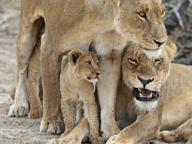 Londolozi - Luxury Safari Lodge | Londolozi Game Reserve