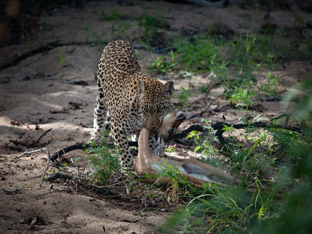 Londolozi - Kruger National Park | Londolozi Game Reserve