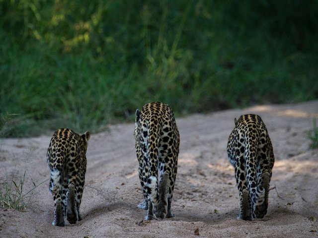Camps at Londolozi - Luxury Lodges | Londolozi Game Reserve