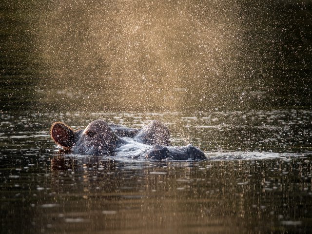 Londolozi - Kruger National Park | Londolozi Game Reserve