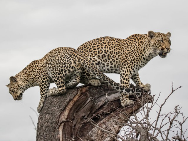 Directions and Map - Getting there | Londolozi Game Reserve