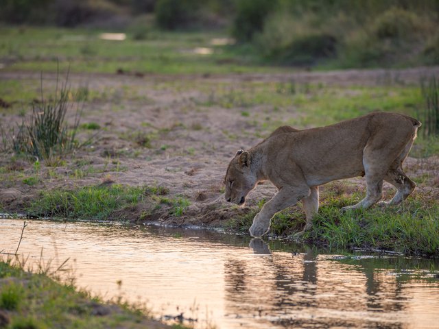 Londolozi - Kruger National Park | Londolozi Game Reserve