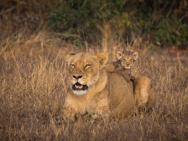 Directions and Map - Getting there | Londolozi Game Reserve