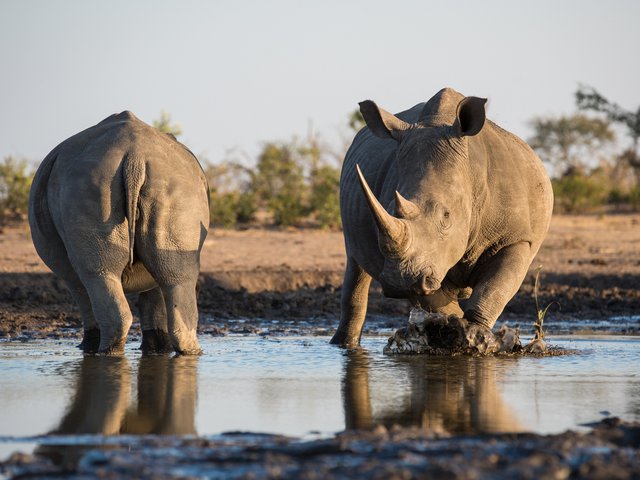 Londolozi - Kruger National Park | Londolozi Game Reserve