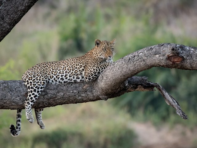 Londolozi - Kruger National Park | Londolozi Game Reserve