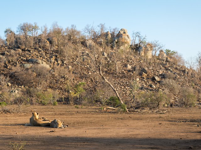 Londolozi - Kruger National Park | Londolozi Game Reserve