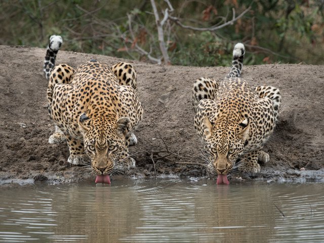Londolozi - Kruger National Park | Londolozi Game Reserve